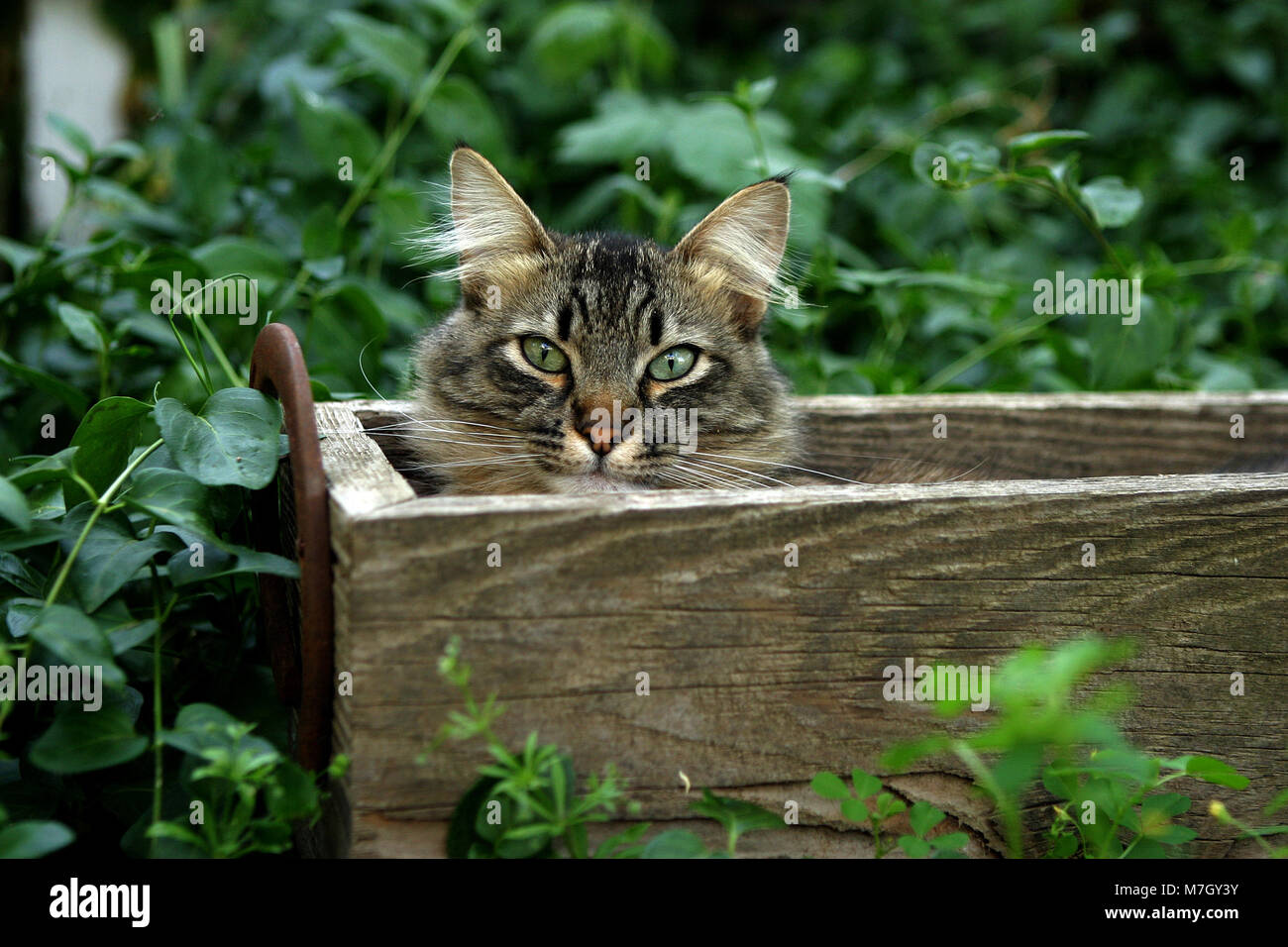 Head of a cat sticking out of a wood box Stock Photo - Alamy