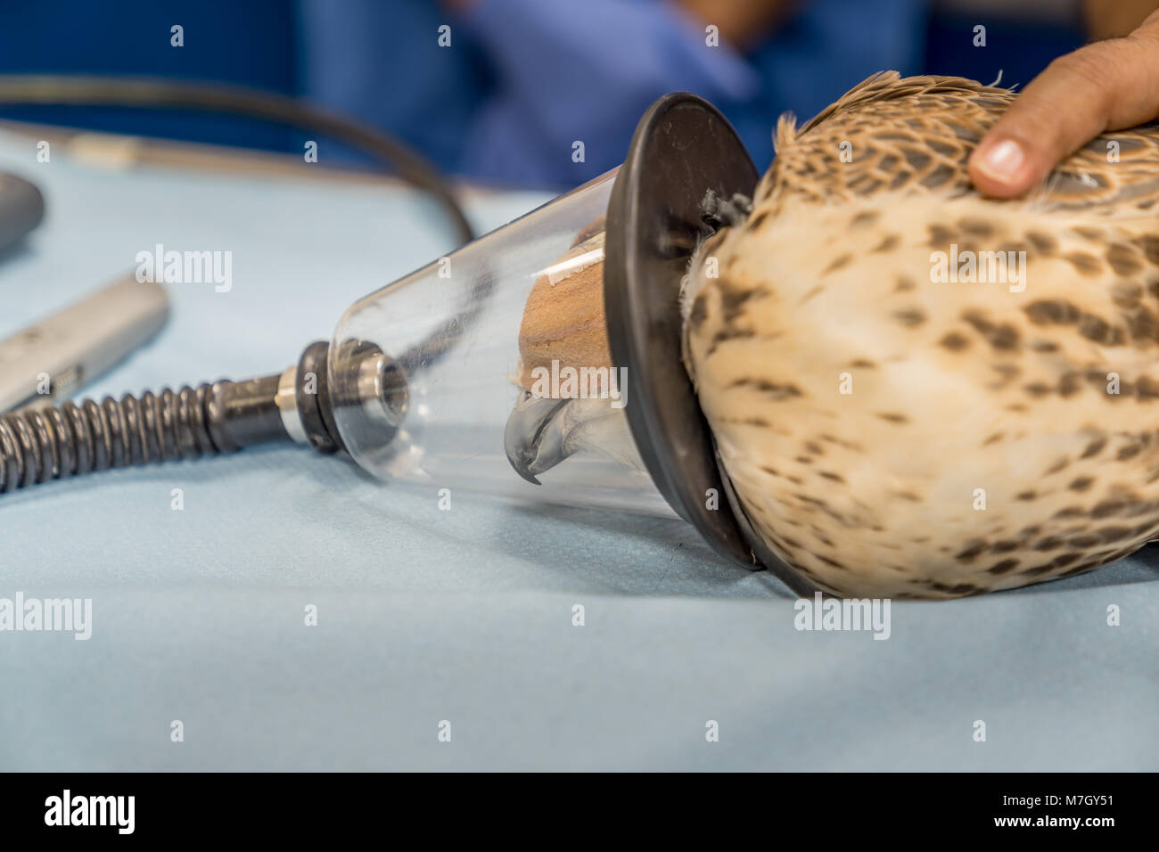 Falconry accessories hi-res stock photography and images - Alamy