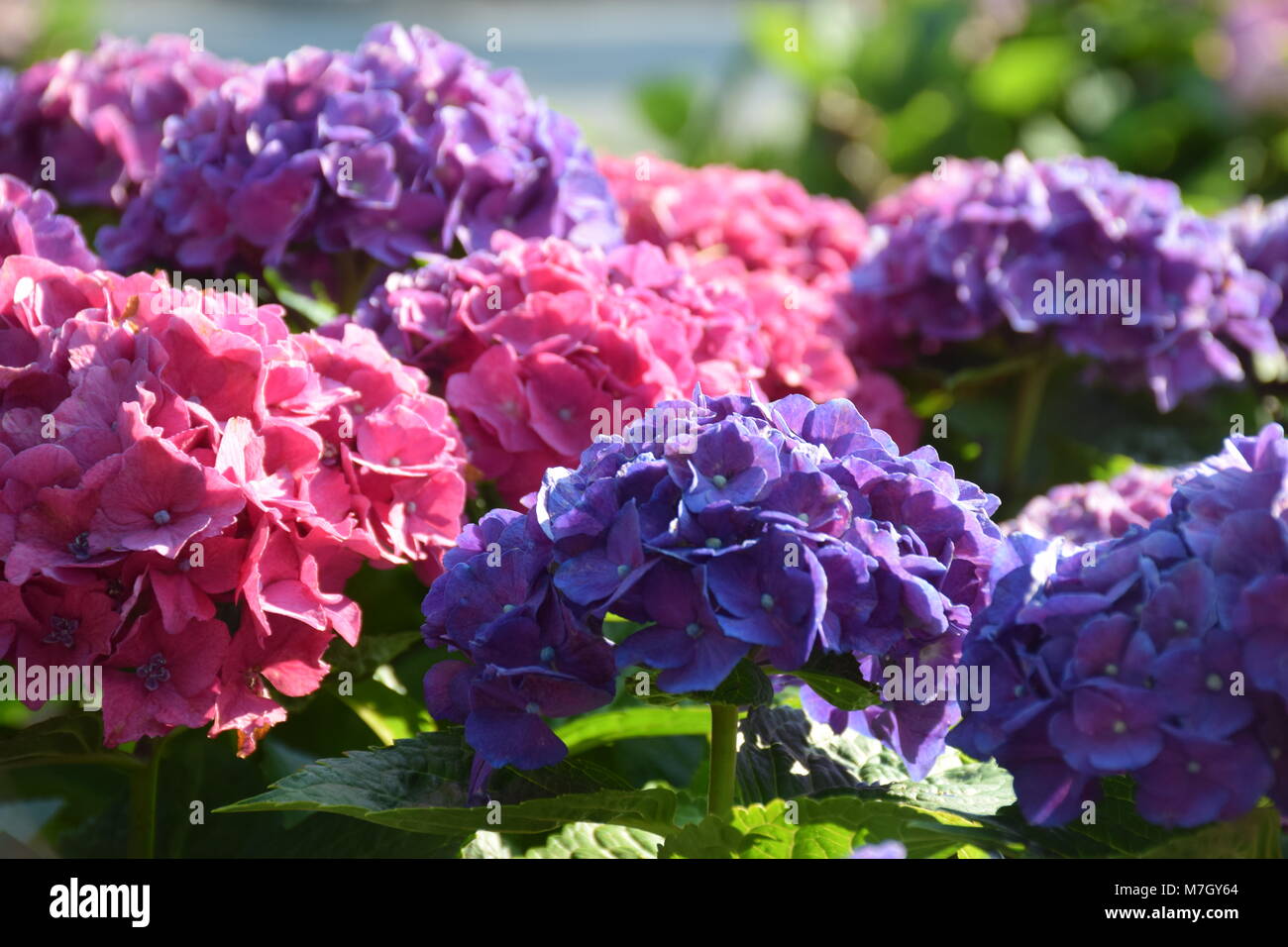 Purple flowering hydrangea hi-res stock photography and images - Alamy