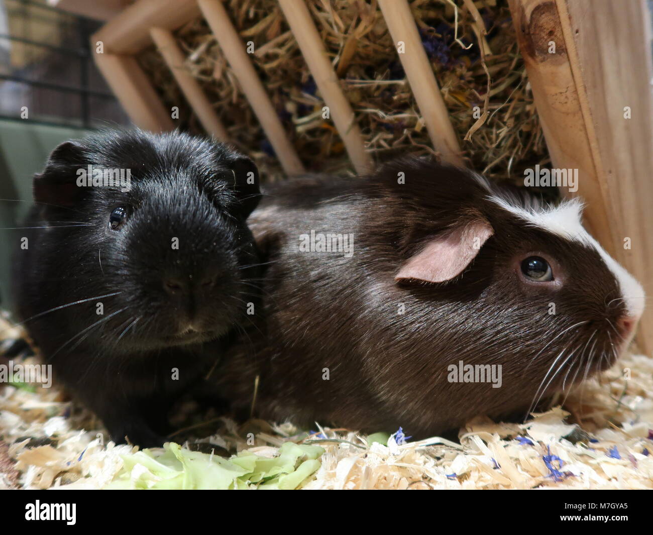 Guinea Pigs Bonding Stock Photo - Alamy