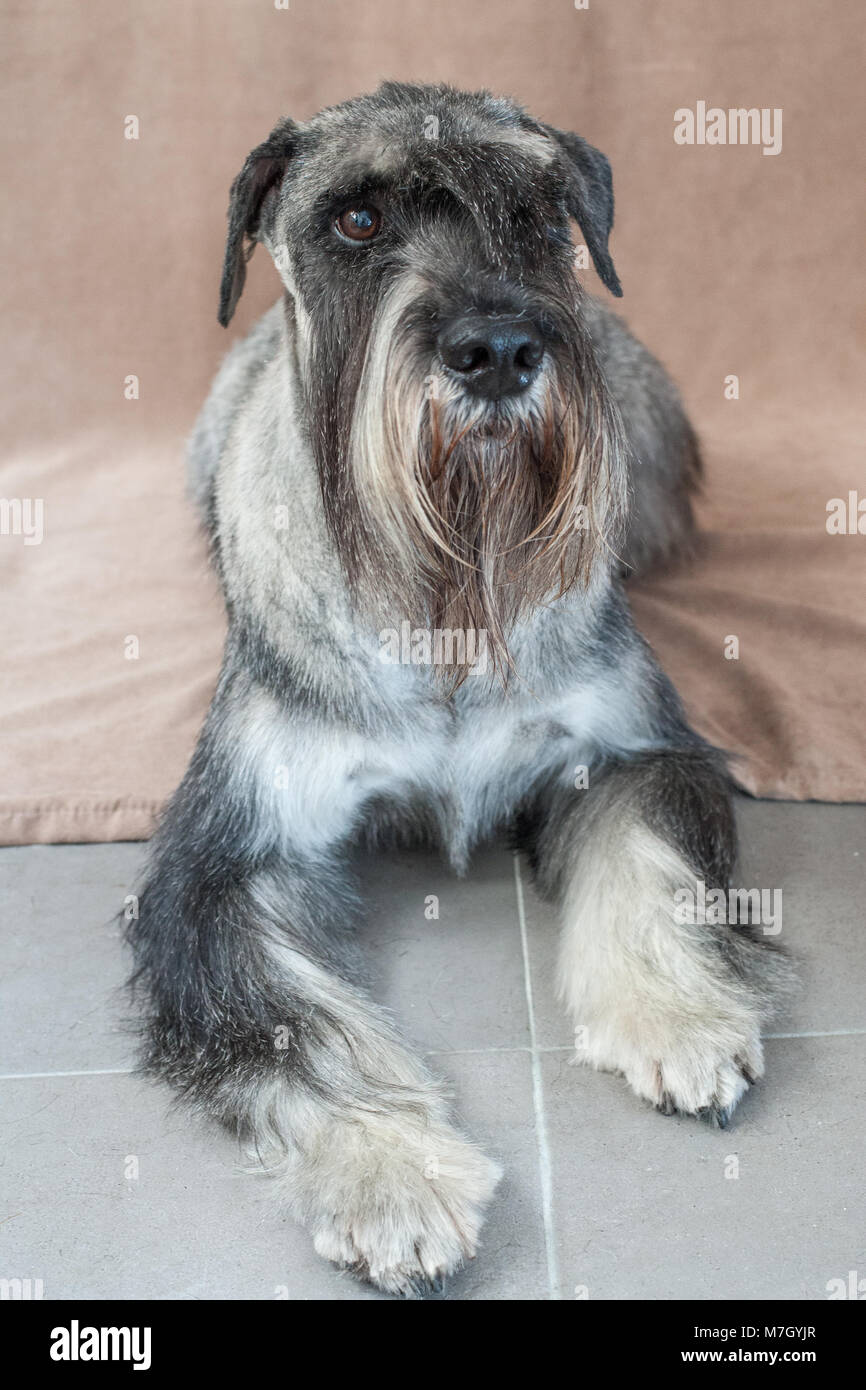 Schnauzer dog portrait Stock Photo - Alamy