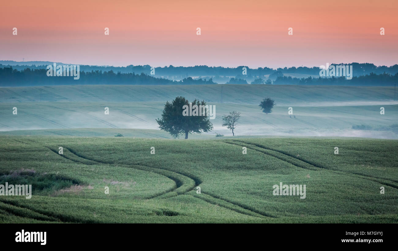 Cold dawn at foggy green field in summer, Poland Stock Photo - Alamy