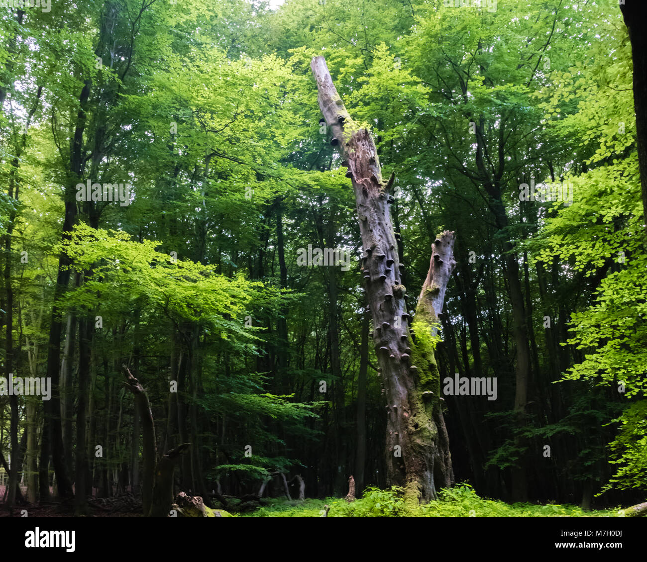 Dead tree overgrown with moss and tree fungi hi-res stock photography ...