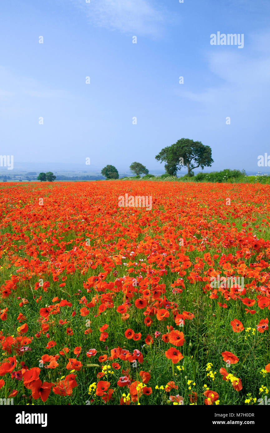 Vale of pickering hi-res stock photography and images - Alamy