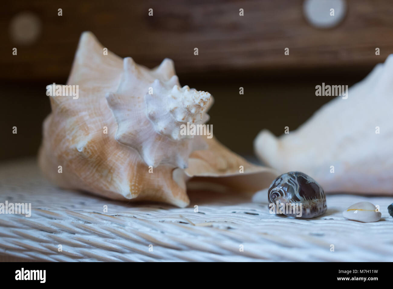 Decorative conch shell Stock Photo - Alamy