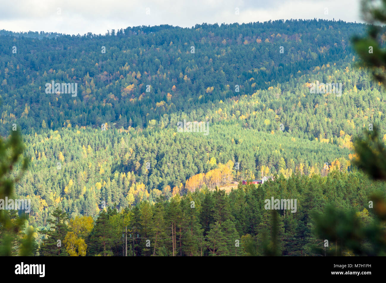 Low density forest hi-res stock photography and images - Alamy