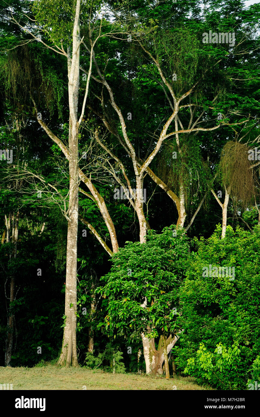 Cordia alliodora is a species of flowering tree in the borage family ...