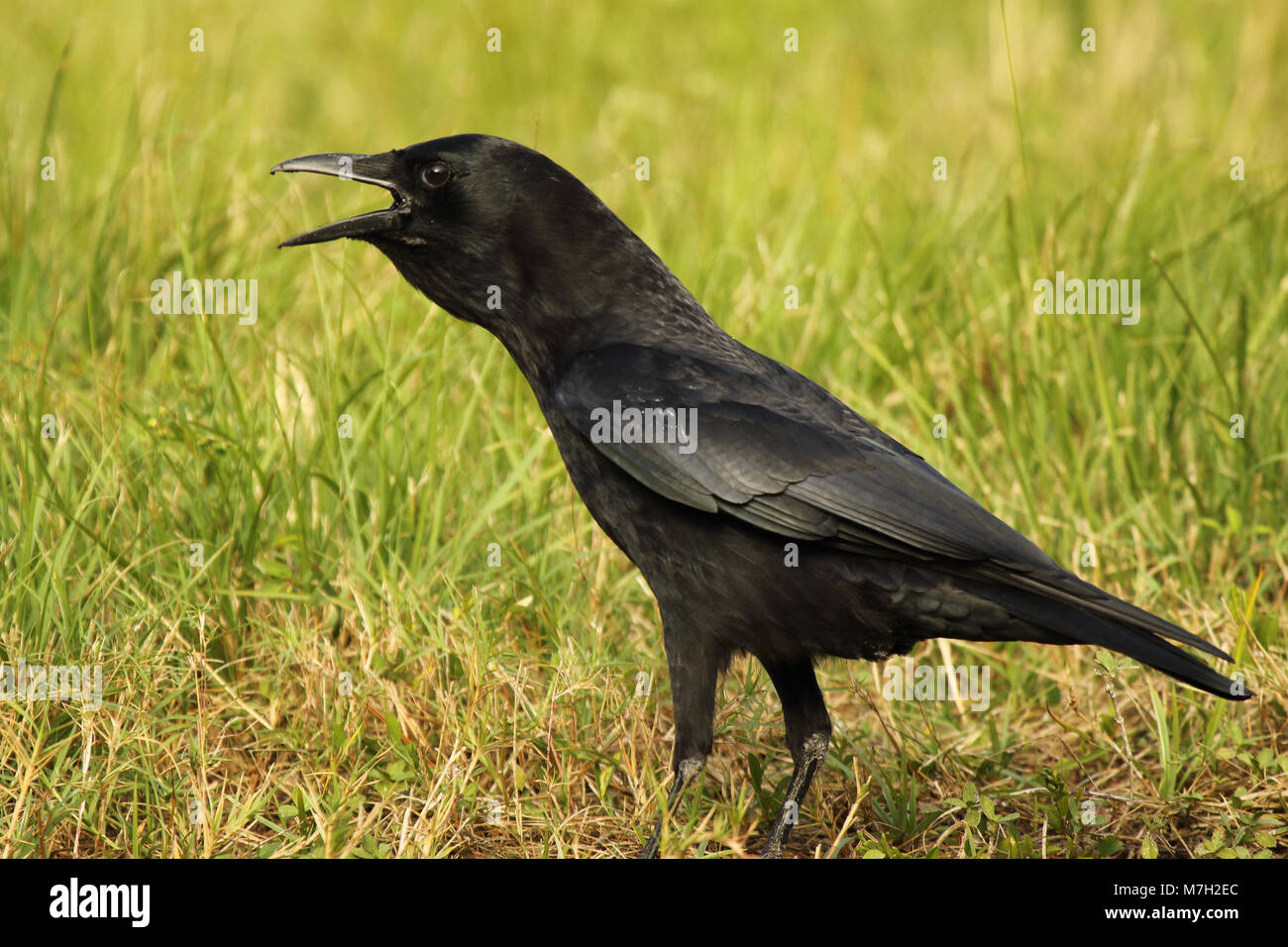 An American Crow calling loudly Stock Photo - Alamy