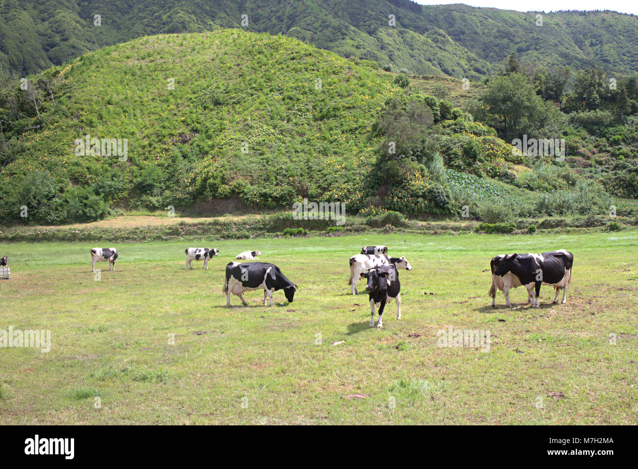 Cows in caldeira das sete cidades, Island of Sao Miguel, Azores ...
