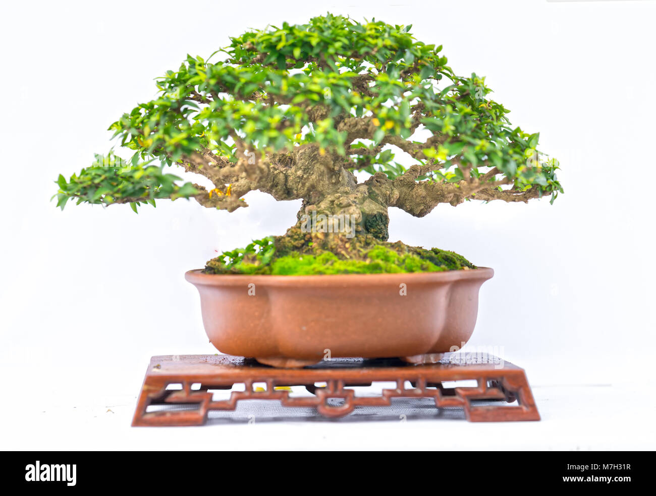 Green old bonsai tree isolated on white background in a pot plant in ...