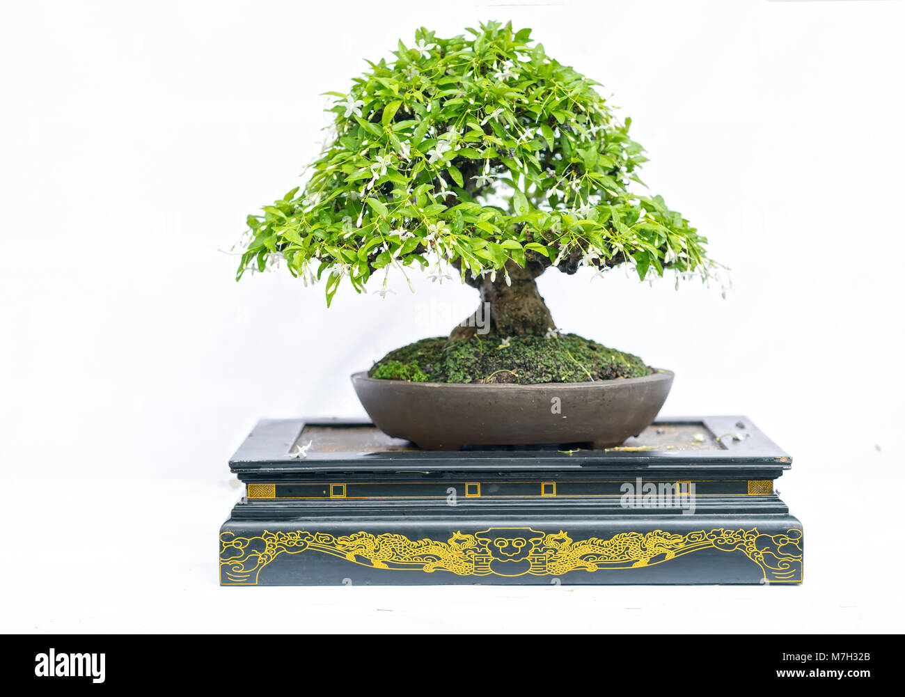 Green old bonsai tree isolated on white background in a pot plant in ...