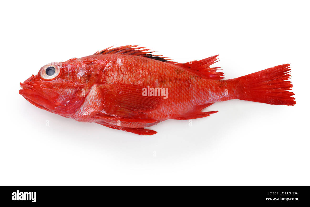 idiot fish isolated on white background Stock Photo - Alamy