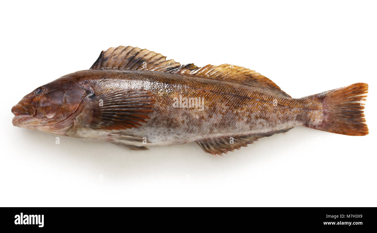greenling, fat greenling, aineme isolated on white background Stock ...