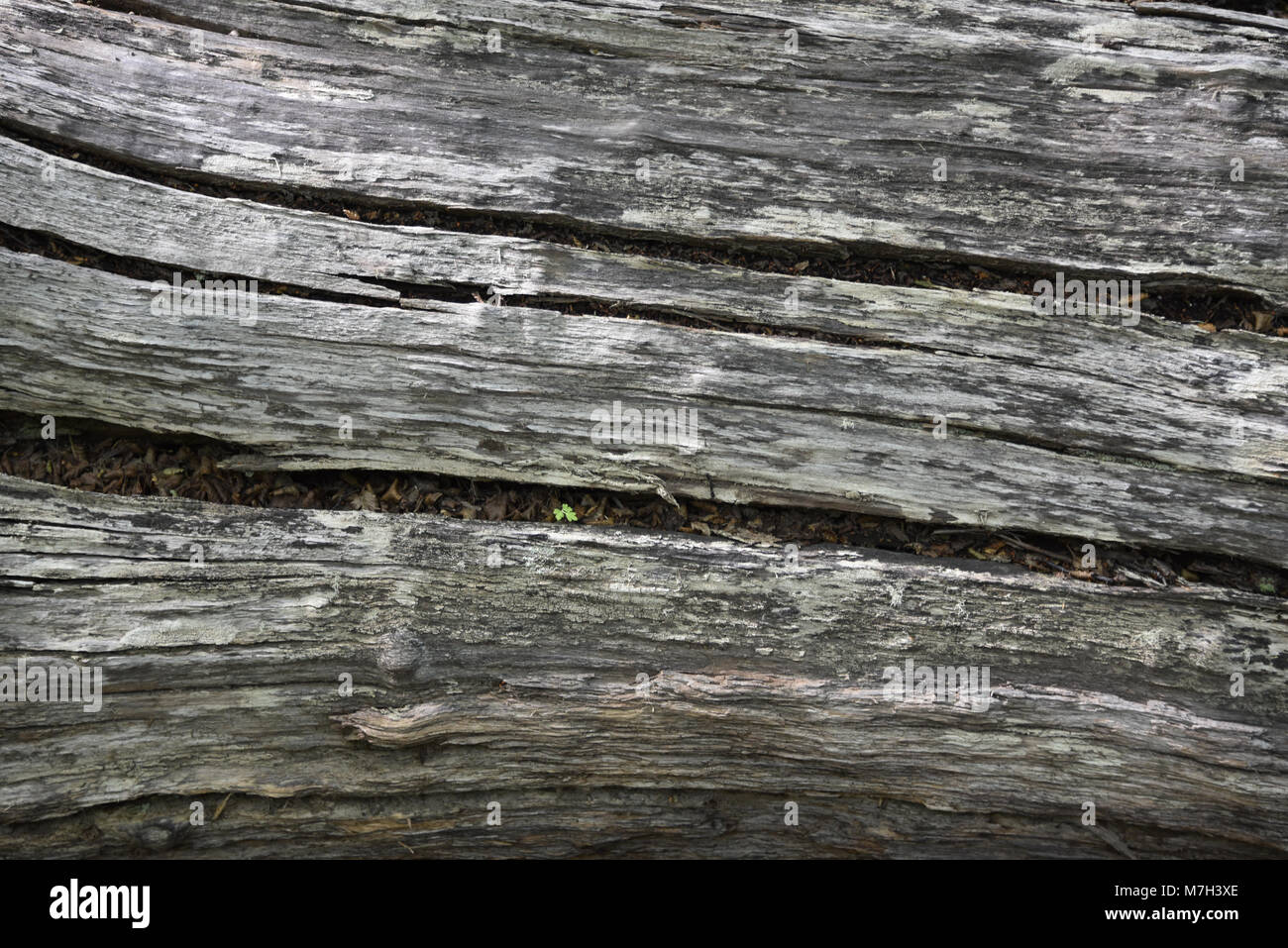 Beach Tree bark details in the Ascencio Valley, Torres del Paine ...