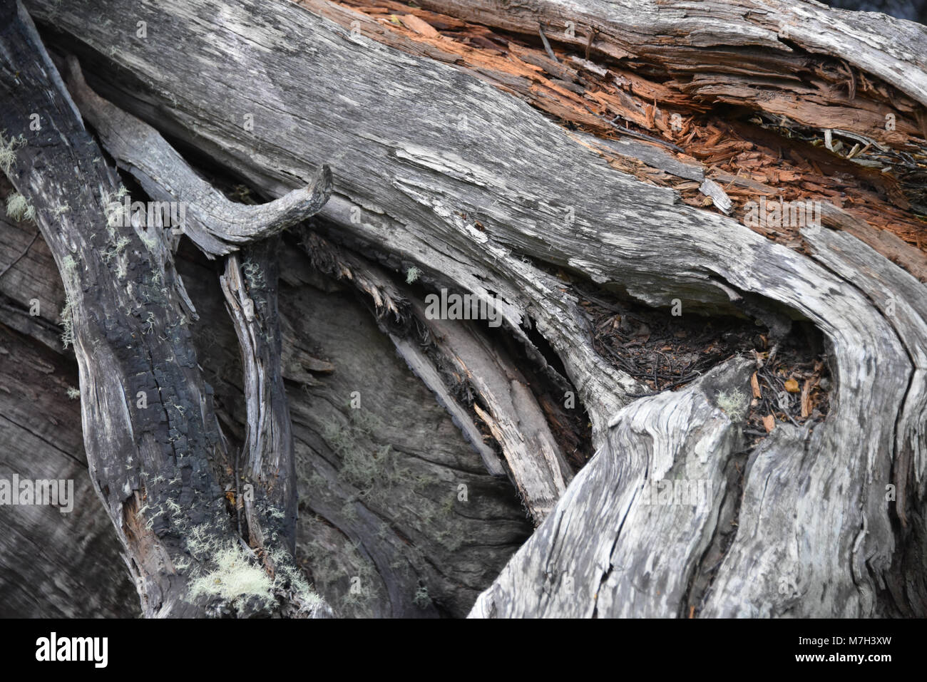Beach Tree bark details in the Ascencio Valley, Torres del Paine ...