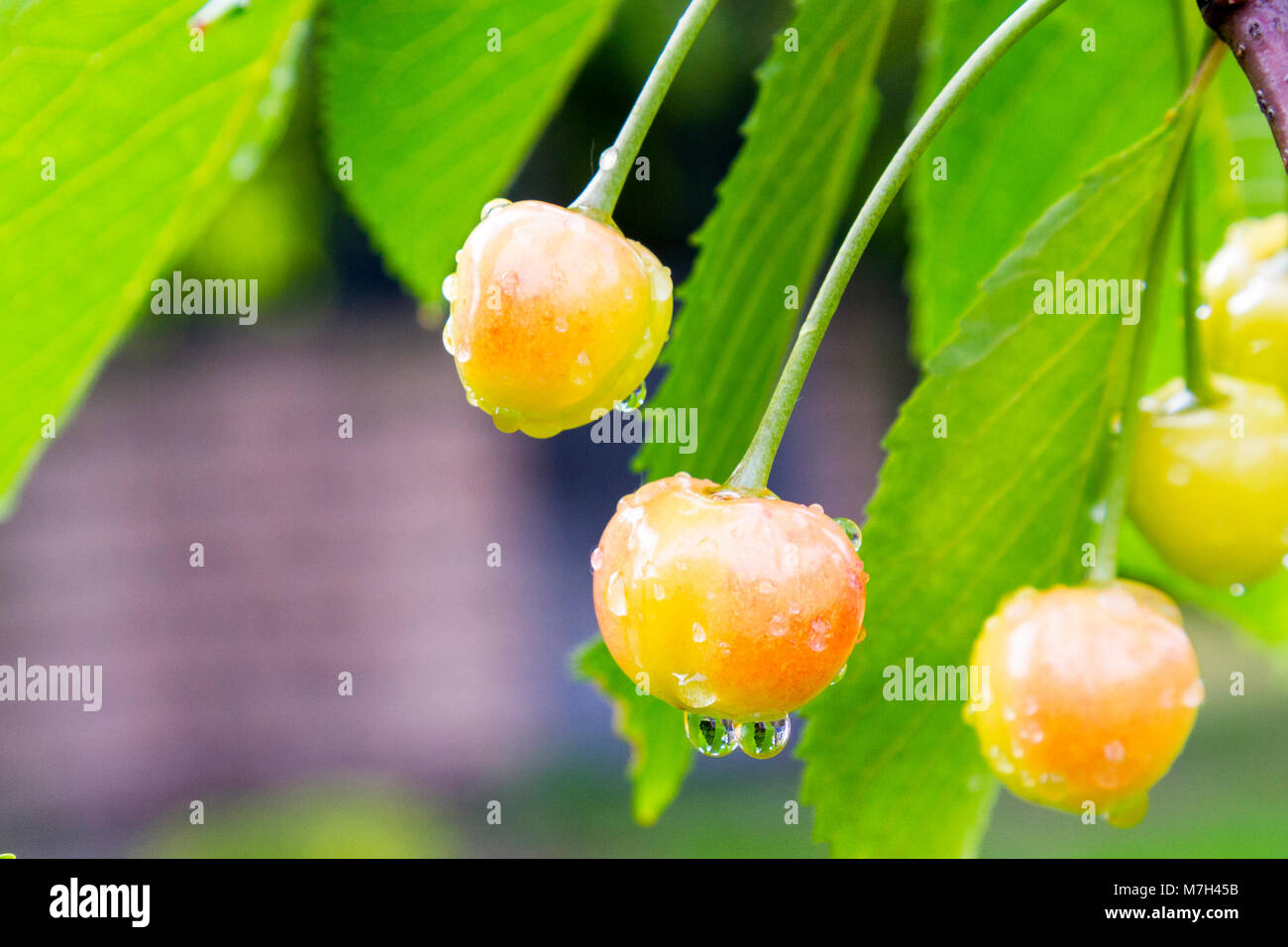 Organic yellow cherry branch after rain. Ripe berry fruit tree with ...