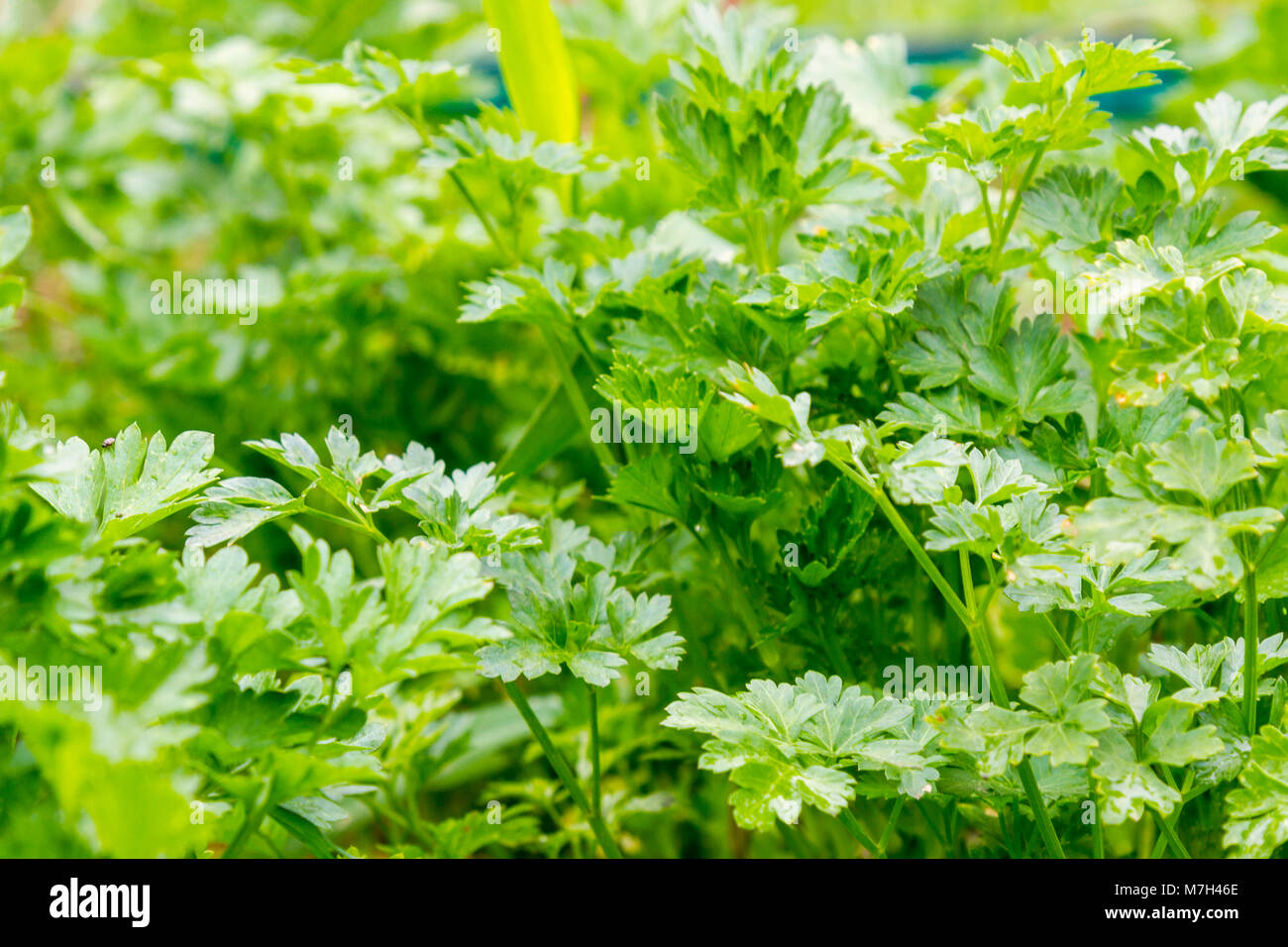 Fresh green parsley growing in garden. Parsley macro. Parsley bed ...