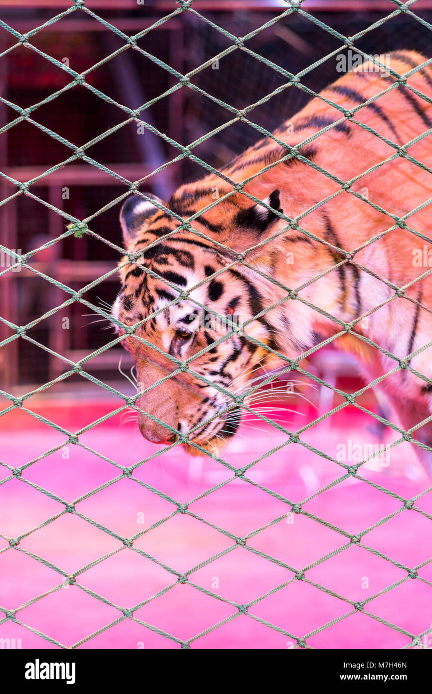 Tiger in the circus, behind the grid Stock Photo - Alamy