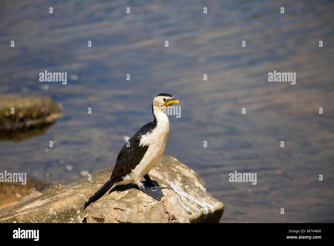 Shag bird australia hi-res stock photography and images - Alamy