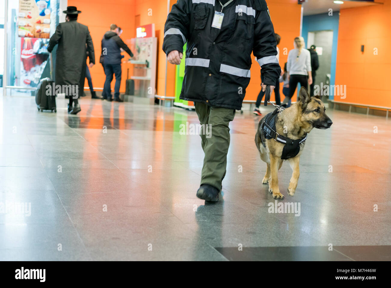 Security guard with a service dog. Search for drugs. Protection from ...