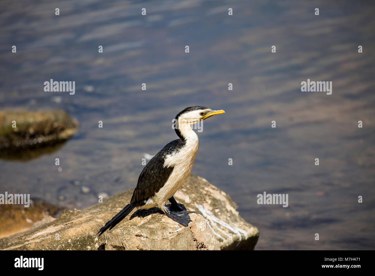 Shag bird australia hi-res stock photography and images - Alamy