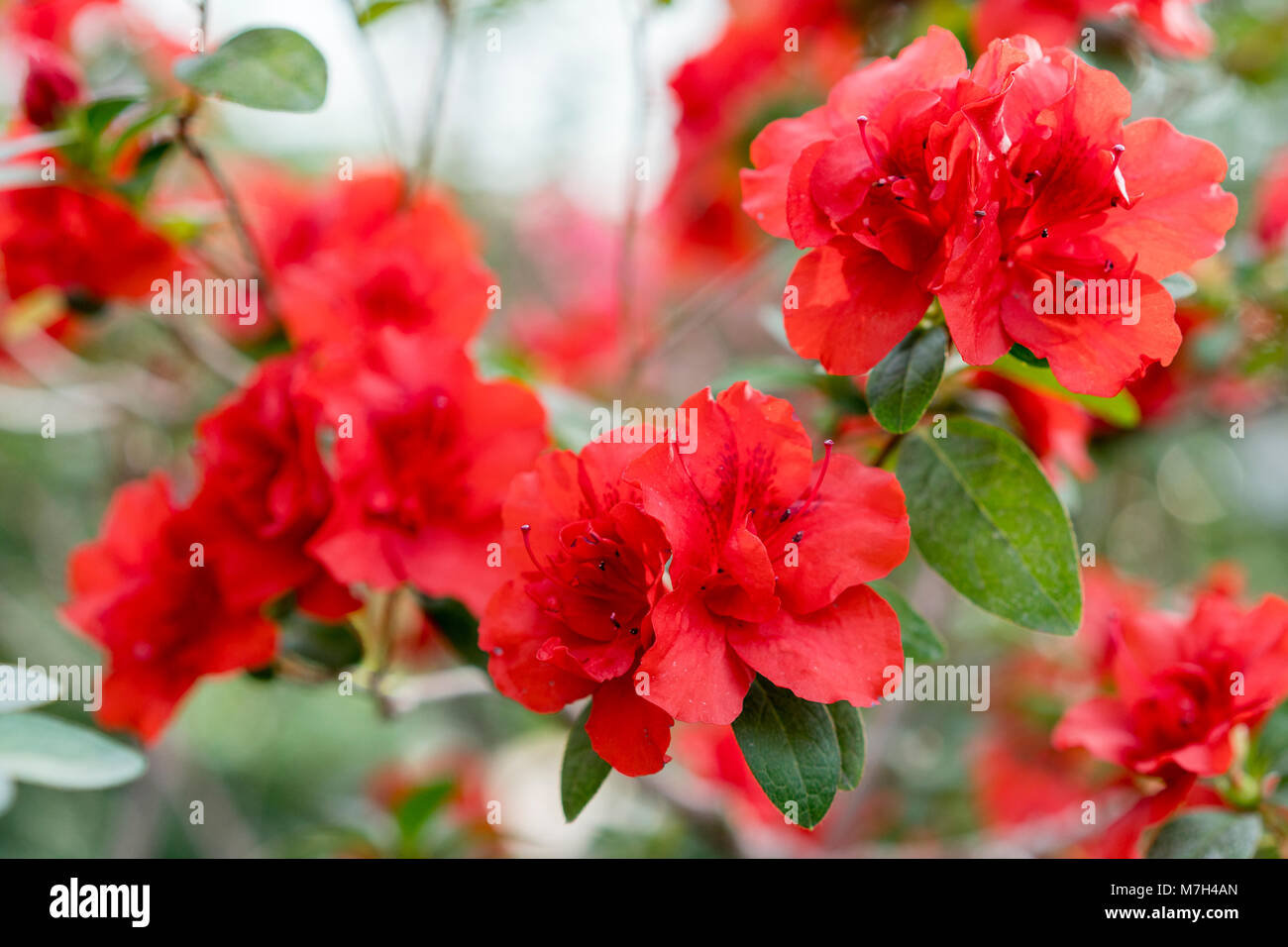 Pink miniature azaleas hi-res stock photography and images - Alamy