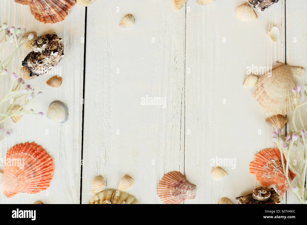 Natural shells on wooden boards. Seaside background concept. place for ...