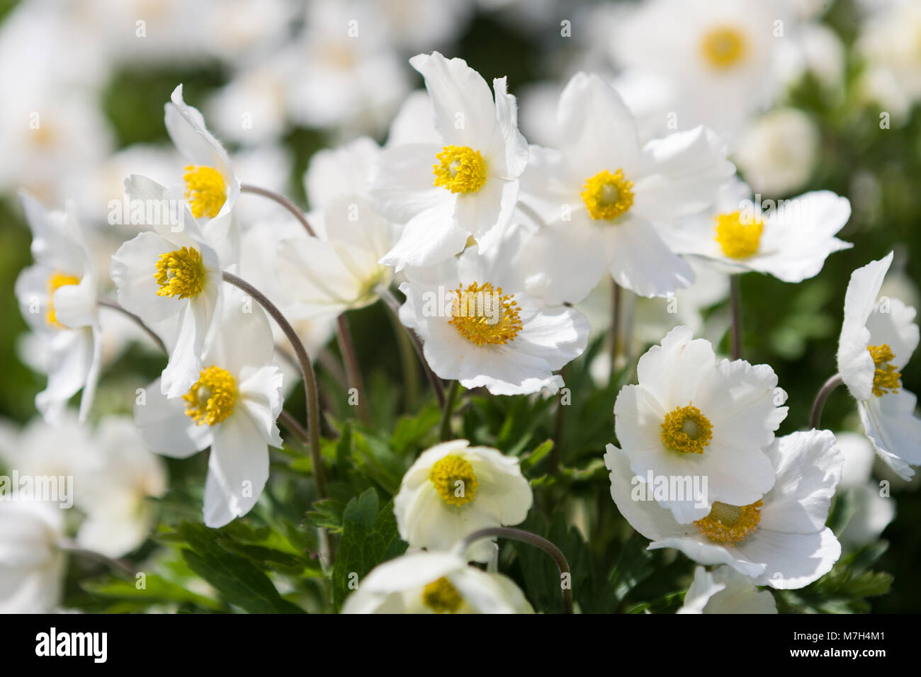 Anemone sylvestris hi-res stock photography and images - Alamy