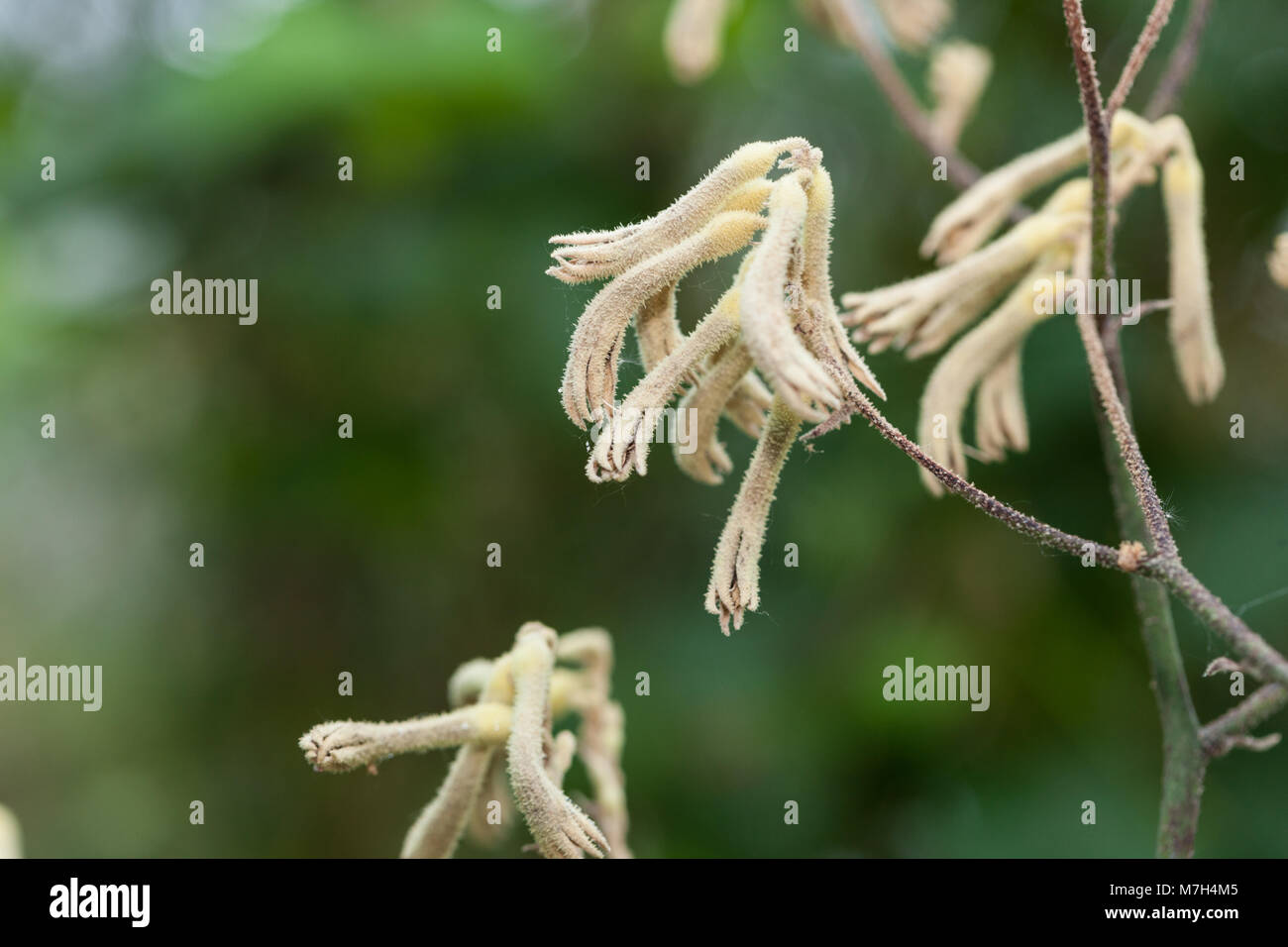 Yellow Kangaroo Paw, Gul kängurutass (Anigozanthos flavidus Stock Photo ...