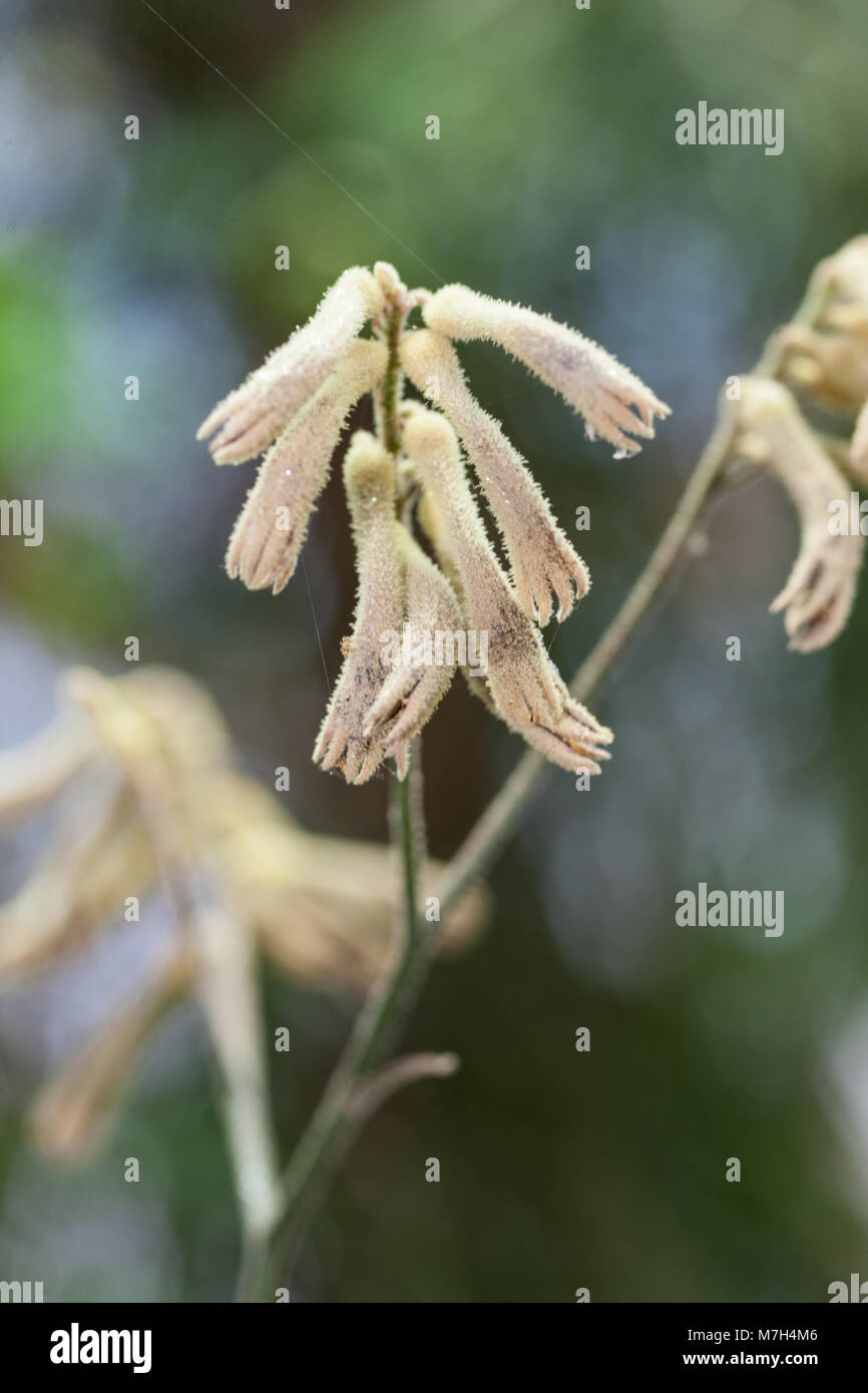Yellow Kangaroo Paw, Gul kängurutass (Anigozanthos flavidus Stock Photo ...