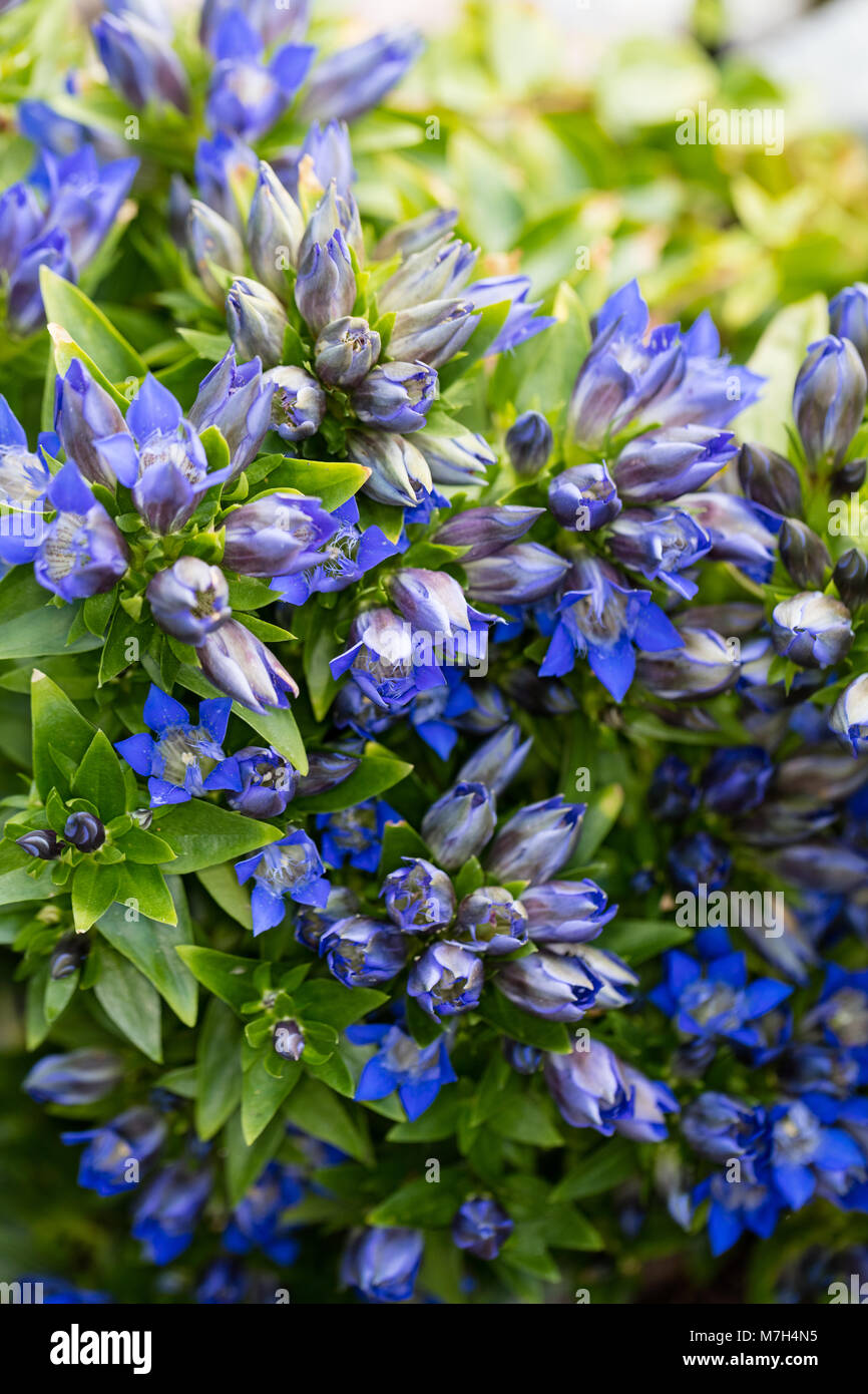 Lagodekhi crested gentia hi-res stock photography and images - Alamy