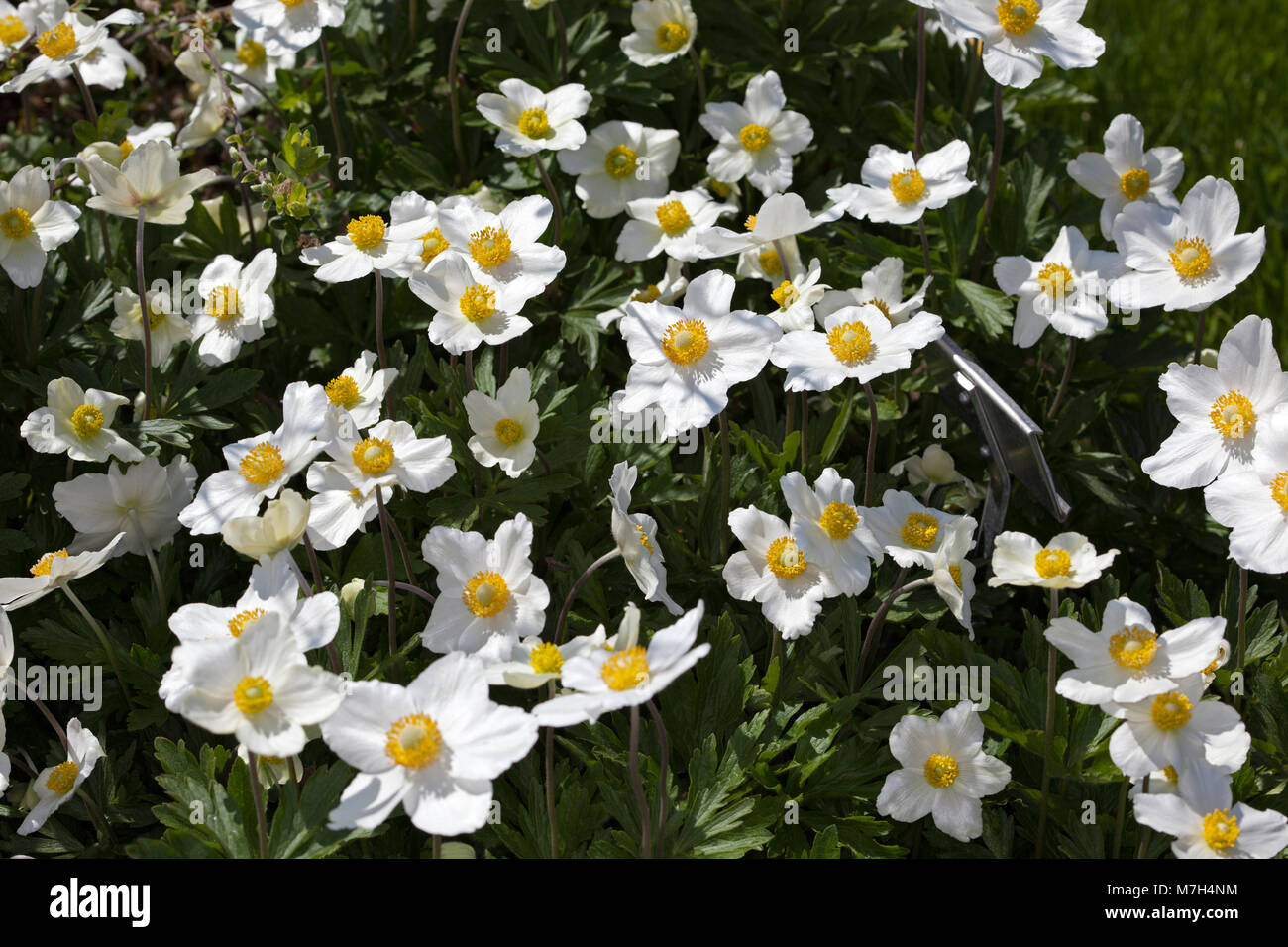 Snowdrop Anemone, Tovsippa (Anemone sylvestris Stock Photo - Alamy