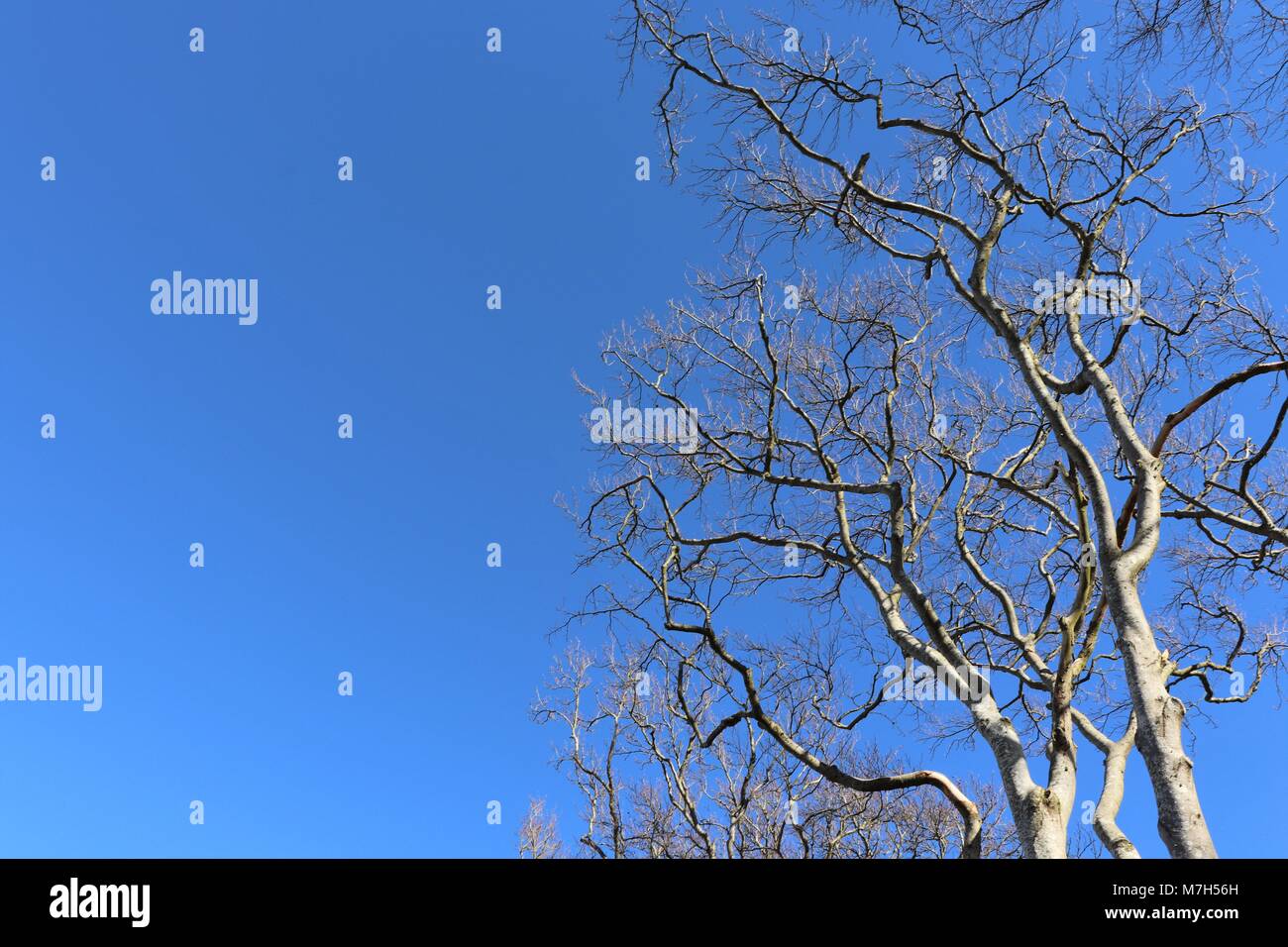 Bare trees in winter Stock Photo - Alamy