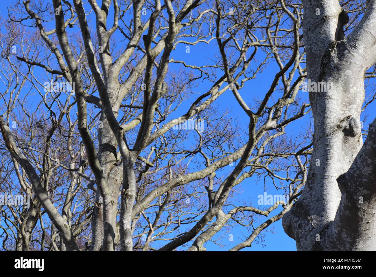 Bare trees in winter Stock Photo - Alamy