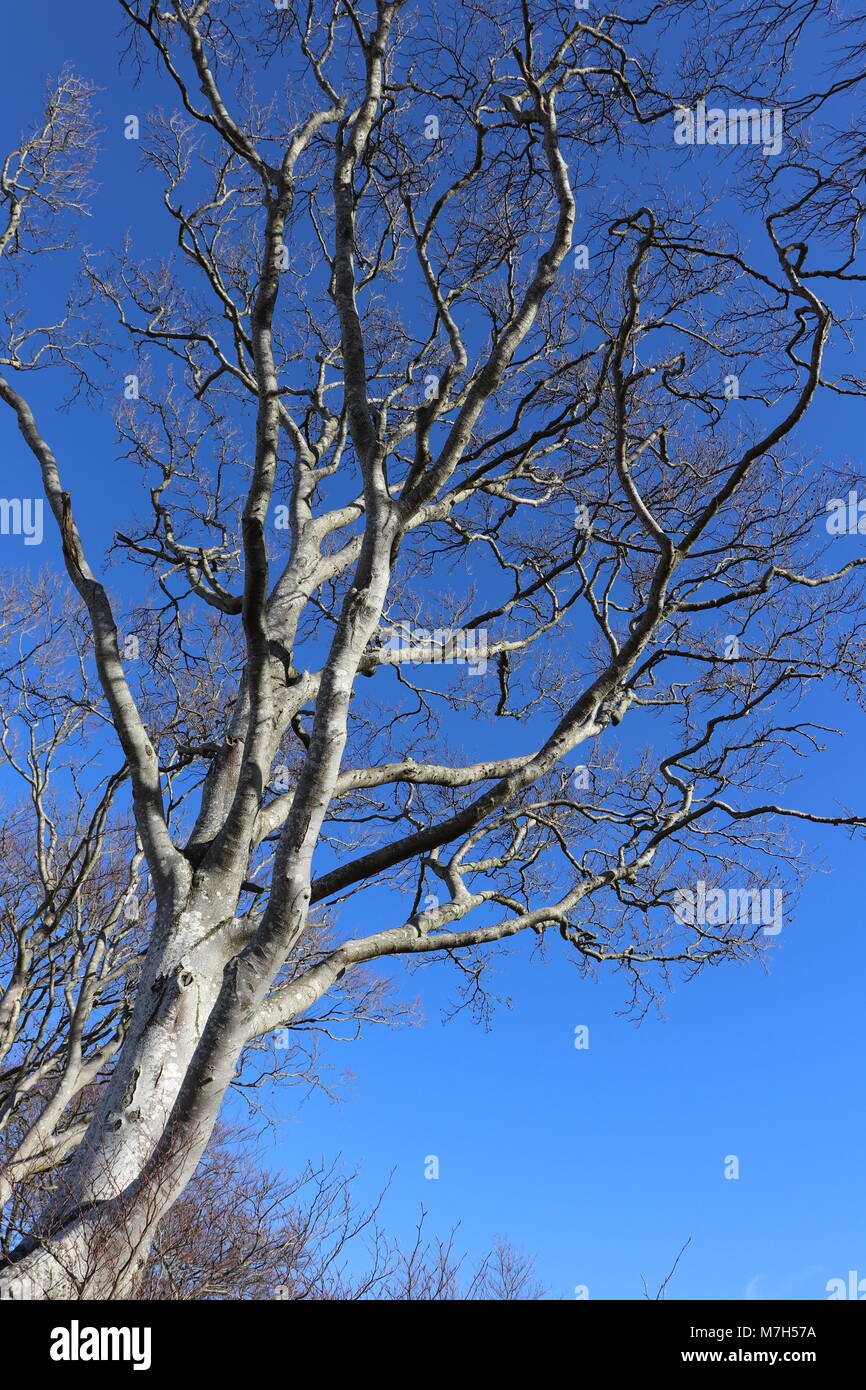 Bare trees in winter Stock Photo - Alamy