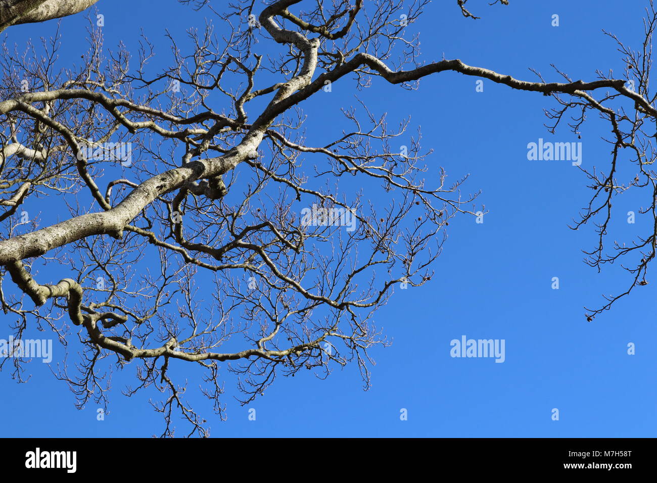 Bare trees in winter Stock Photo - Alamy