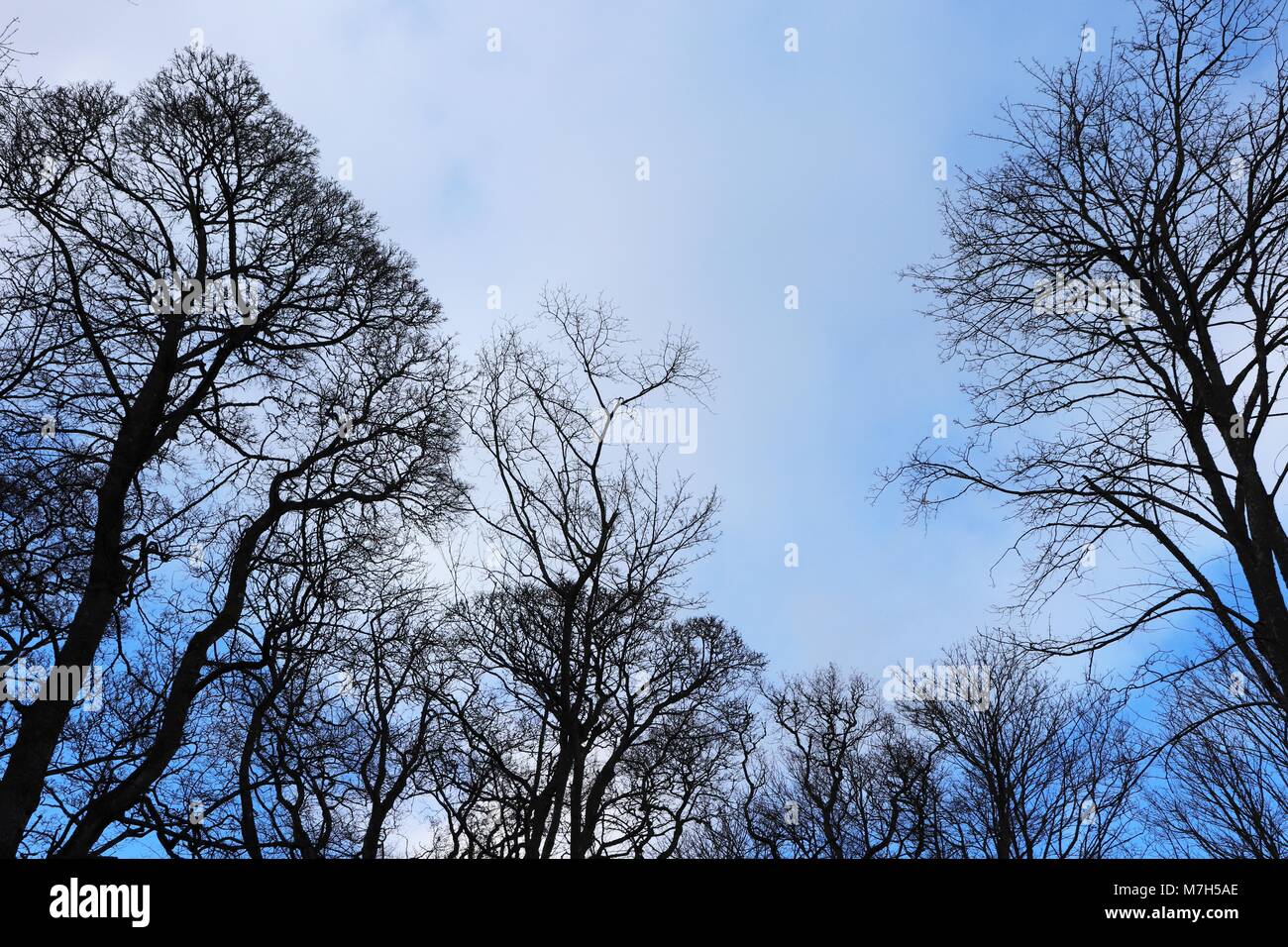 Bare trees in winter Stock Photo - Alamy