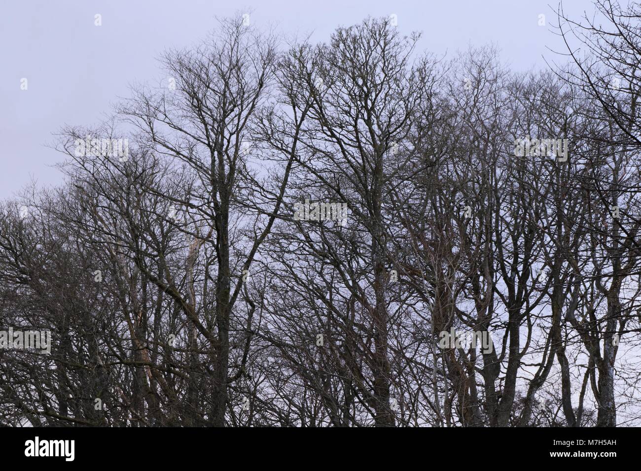 Bare trees in winter Stock Photo - Alamy