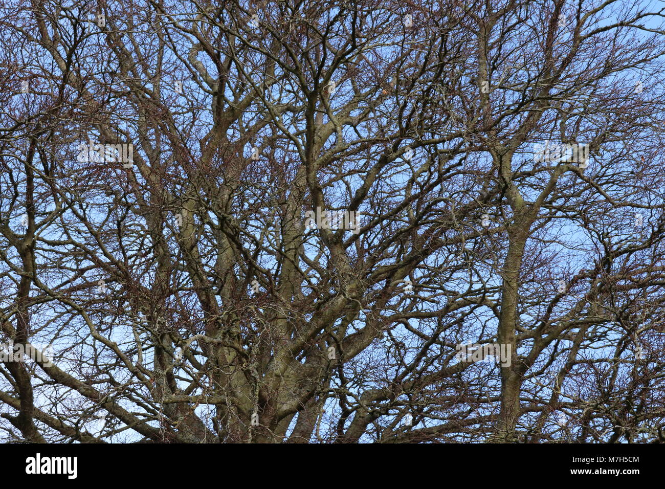 Bare trees in winter Stock Photo - Alamy