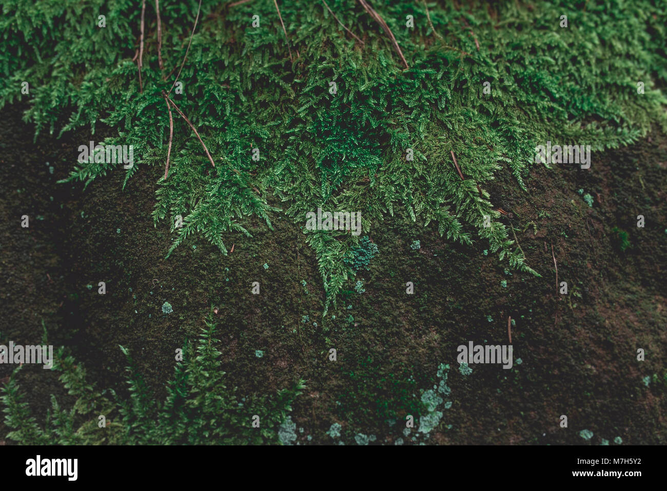 Green moss covered sandstone rock, natural background texture Stock ...