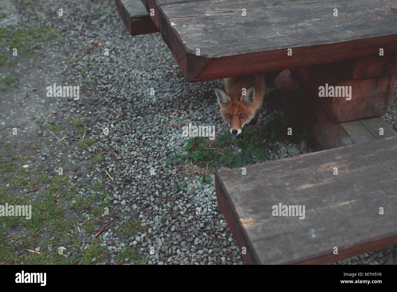 Sad looking fox hi-res stock photography and images - Alamy