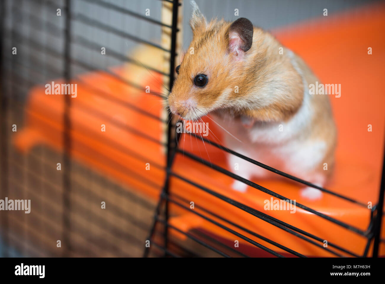 Hamster trying to escape from the cage, he dont care about consequences ...