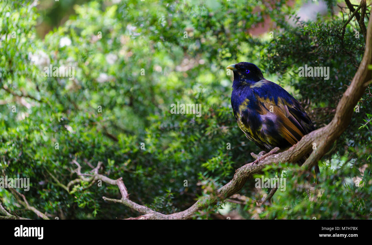bird in tree Stock Photo - Alamy