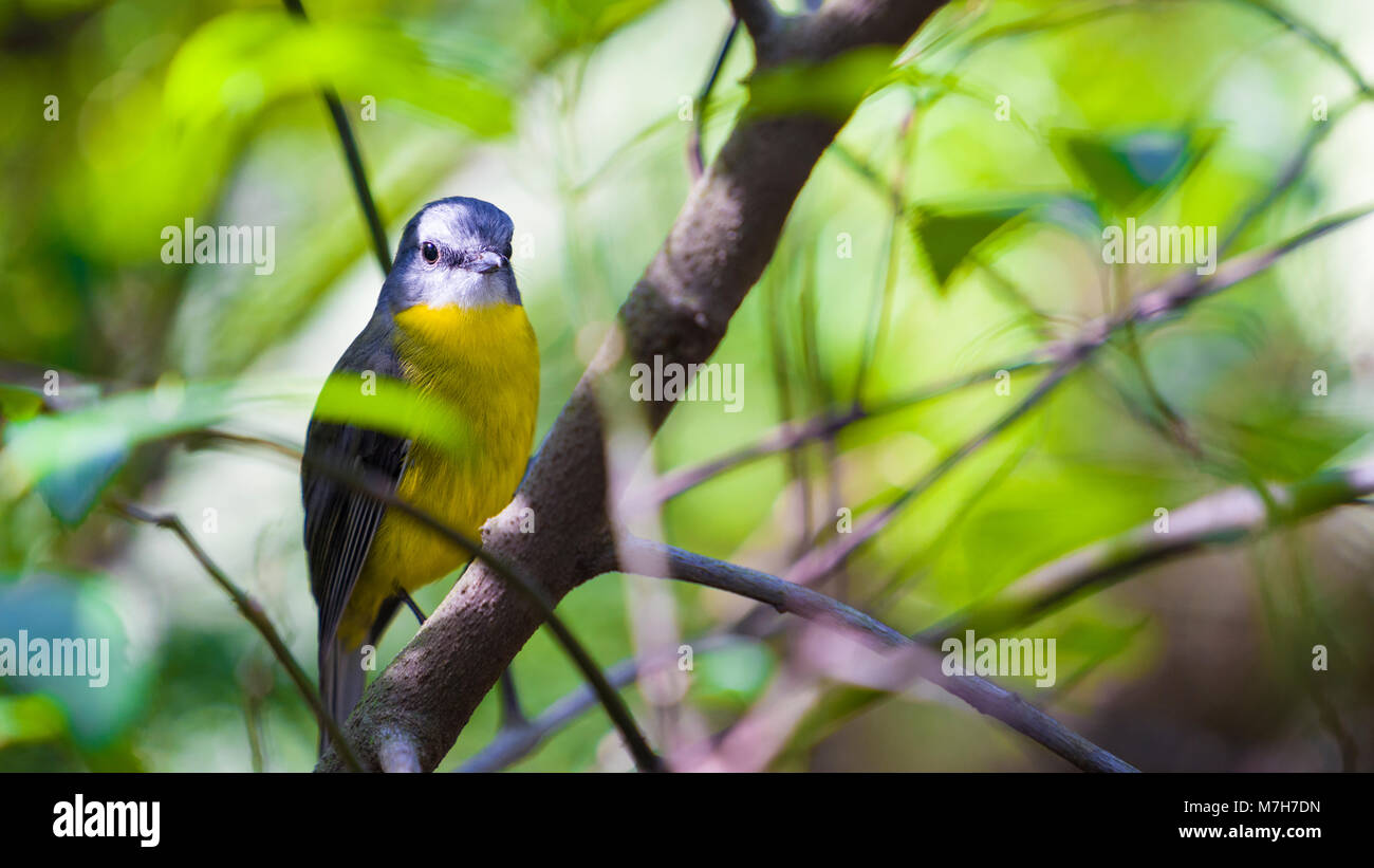 bird in tree Stock Photo - Alamy