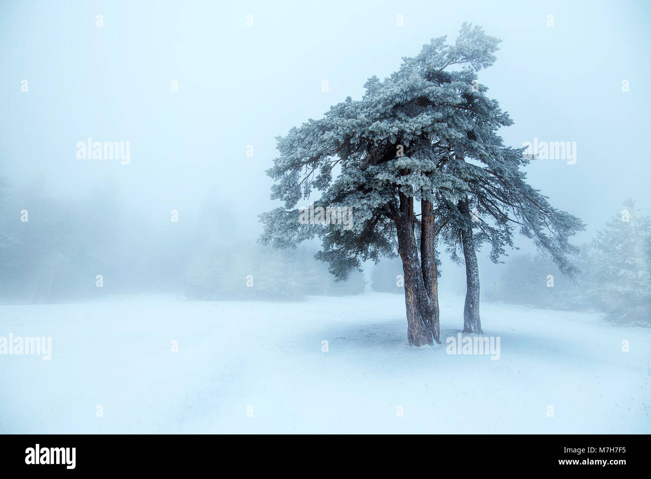 frozen tree in winter landscape at fog Stock Photo - Alamy