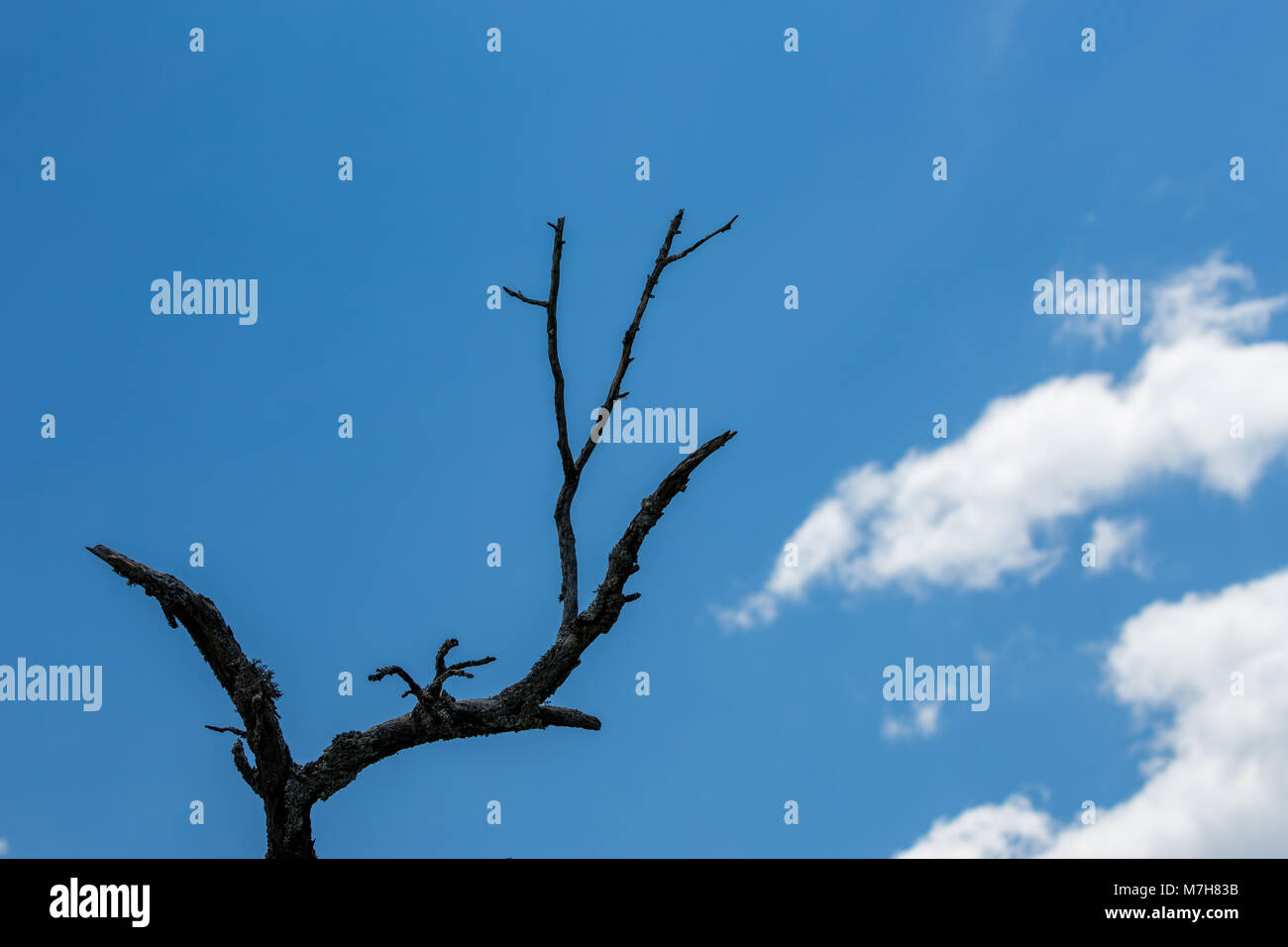 Tree Mold High Resolution Stock Photography and Images - Alamy