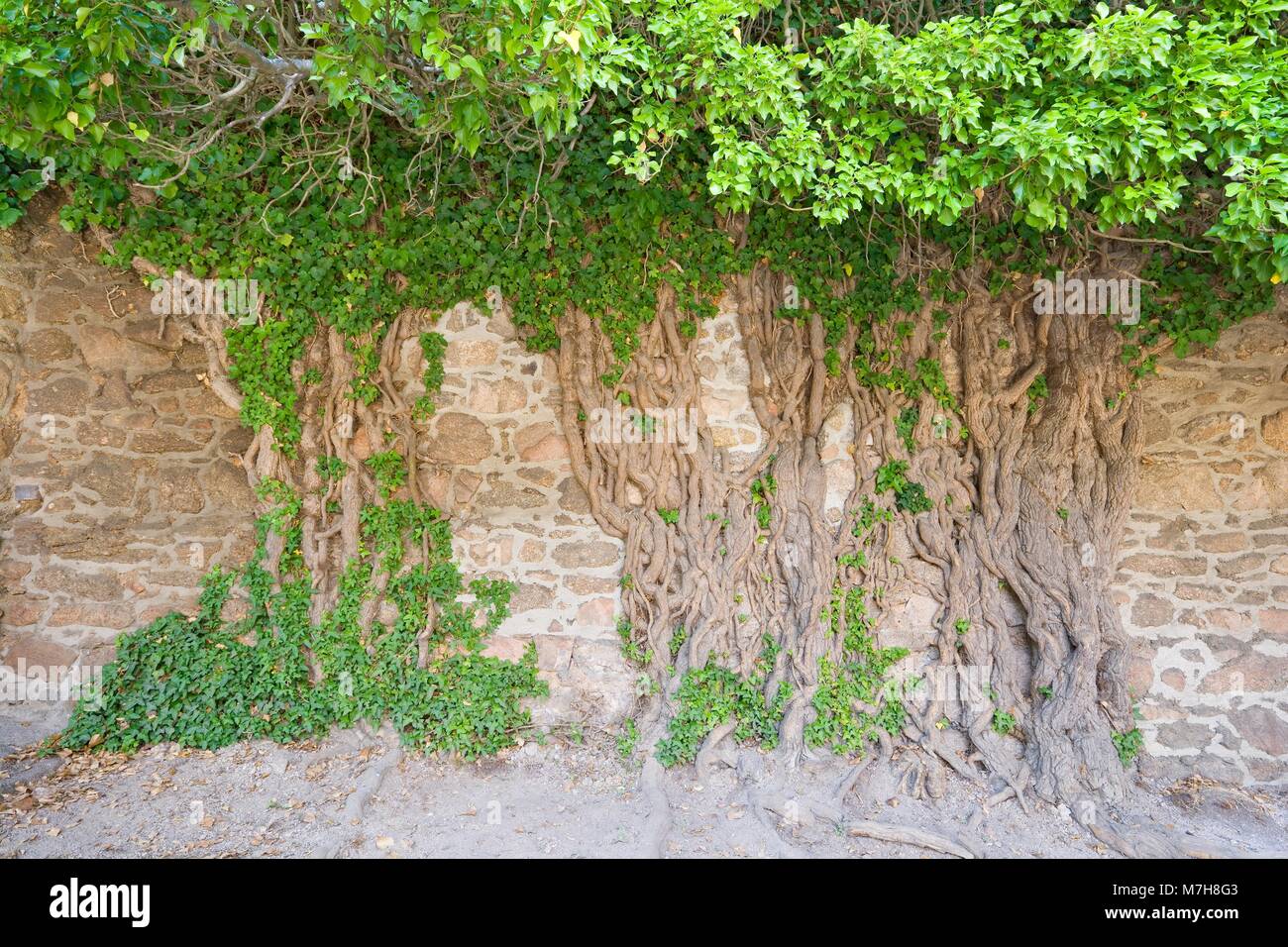 Tangled tree trunks rooted in stone wall of medieval Chojnik castle ...