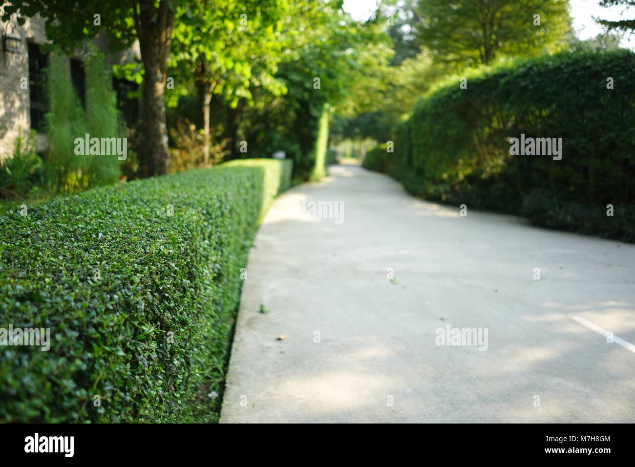 Trimmed bush hi-res stock photography and images - Alamy