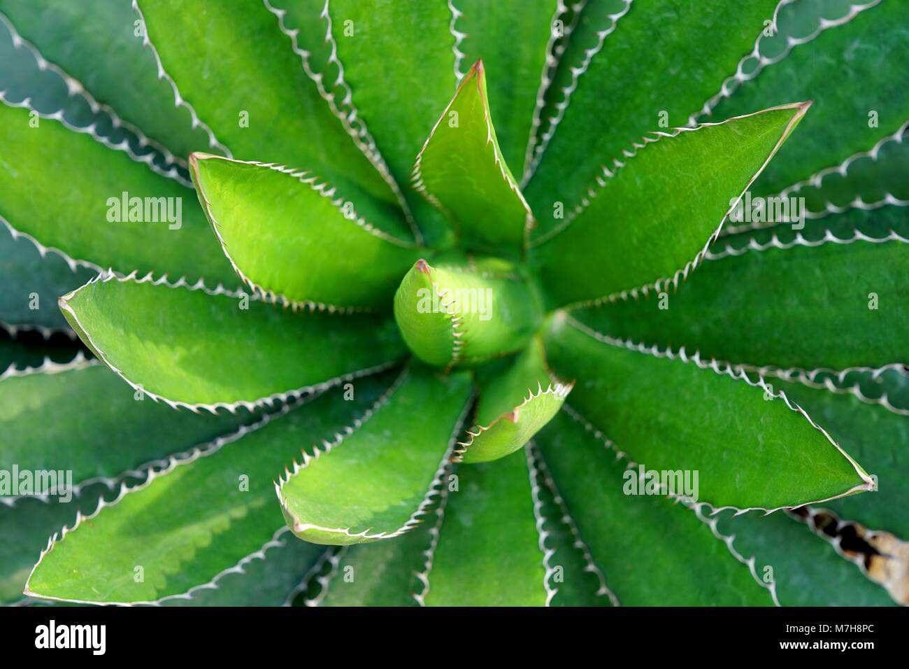 Top view of green spiky agave plant or Agave tequilana plant Stock ...