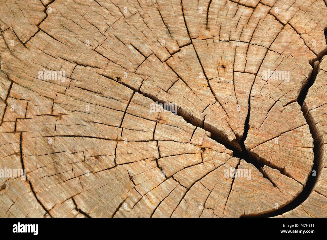 Closed up of old weathered tree trunk texture background Stock Photo ...
